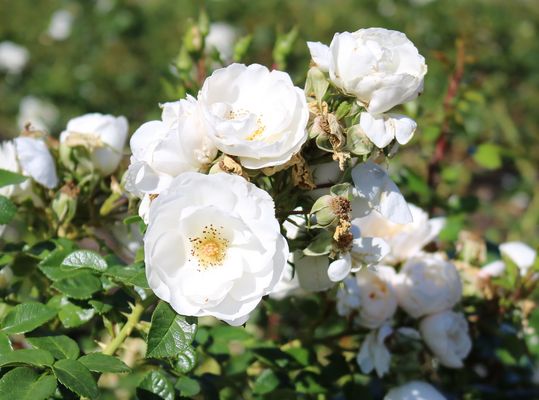 Rosen Bilder & Fotos