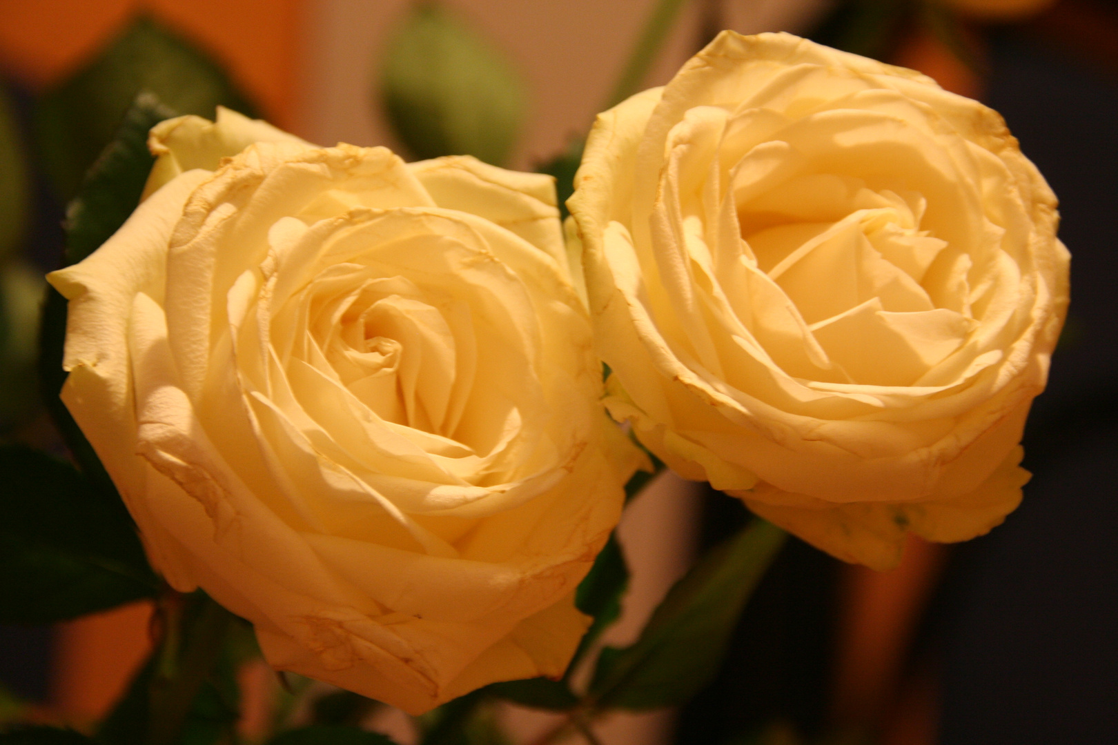 weiße Rosen... Foto & Bild | pflanzen, pilze & flechten, blüten ...