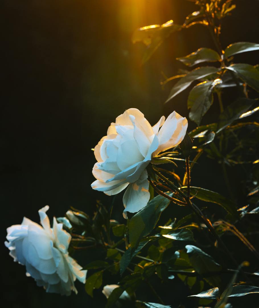 Weisse Rosen Foto & Bild | pflanzen, pilze & flechten, landschaft ...