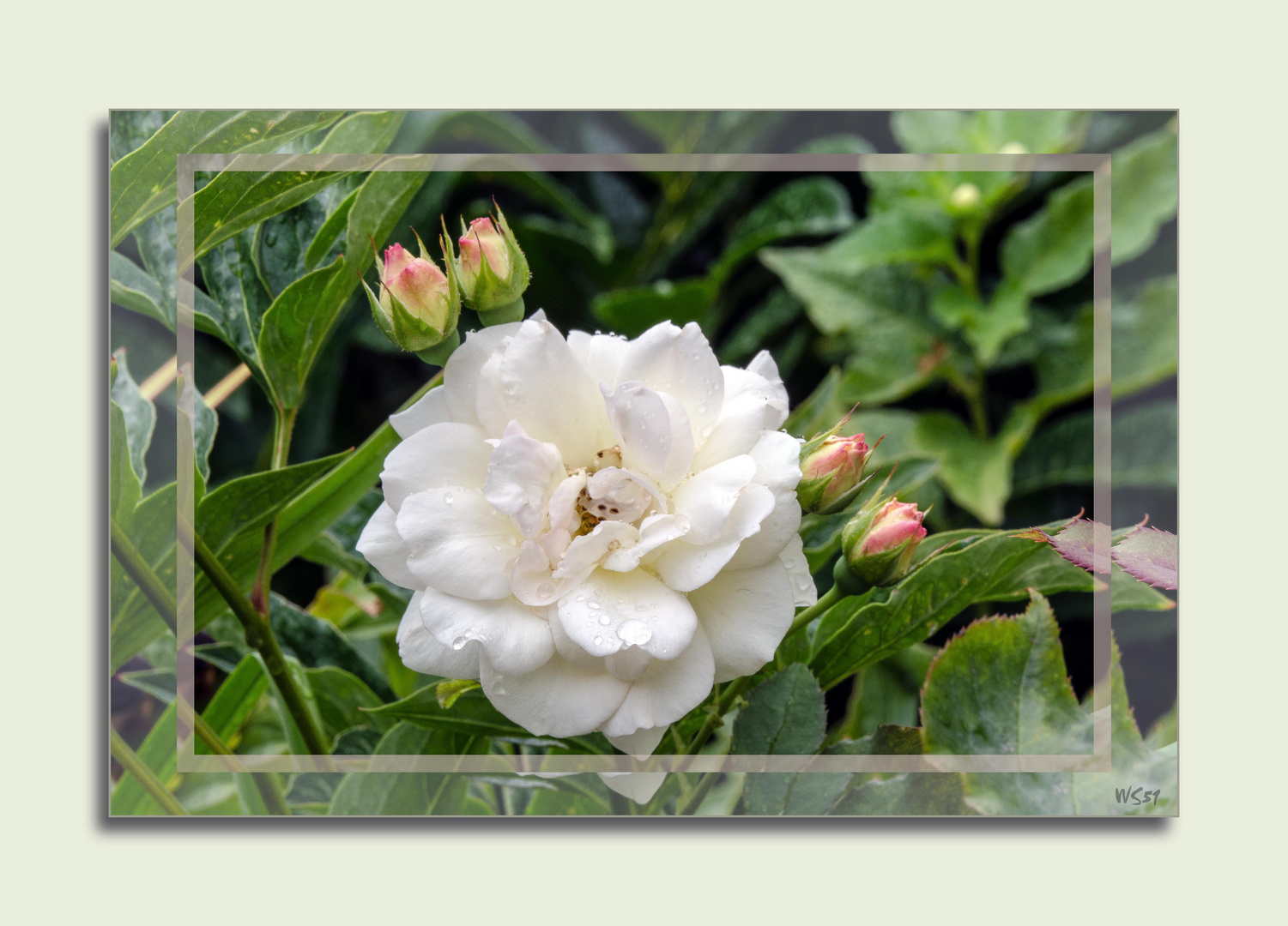 weiße Rosen Foto & Bild | pflanzen, pilze & flechten, blüten ...