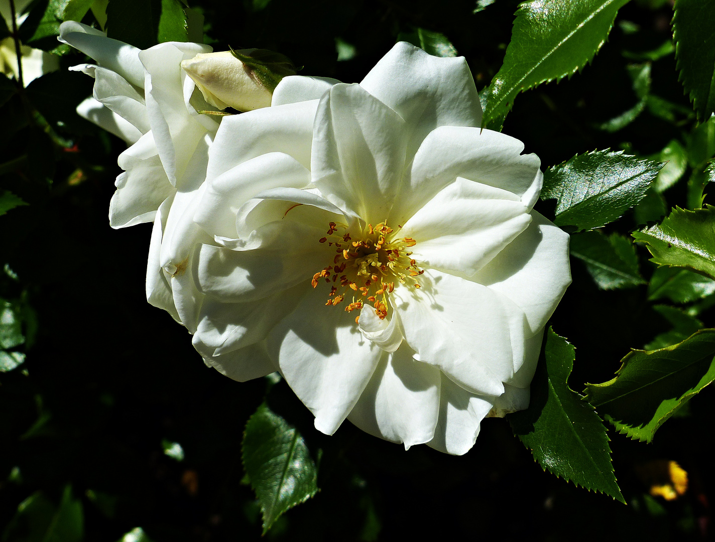 Weiße Rosen Foto & Bild | pflanzen, pilze & flechten, blüten ...