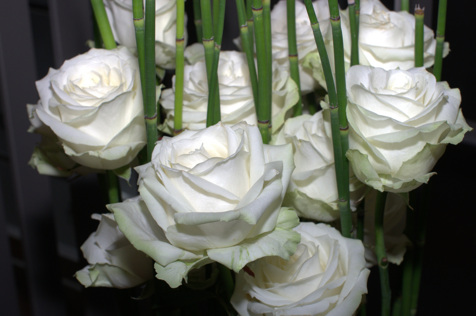 Weiße Rosen Foto & Bild | sonstiges, naturkunst, gestalten mit blumen ...