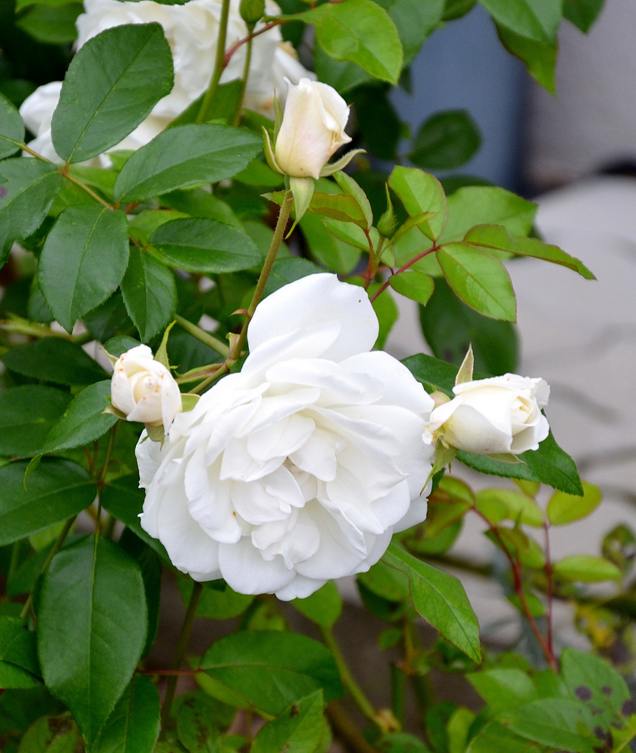 Weisse Rosen im Herbst - 3 Foto & Bild | natur-kreativ, weisse rosen im ...