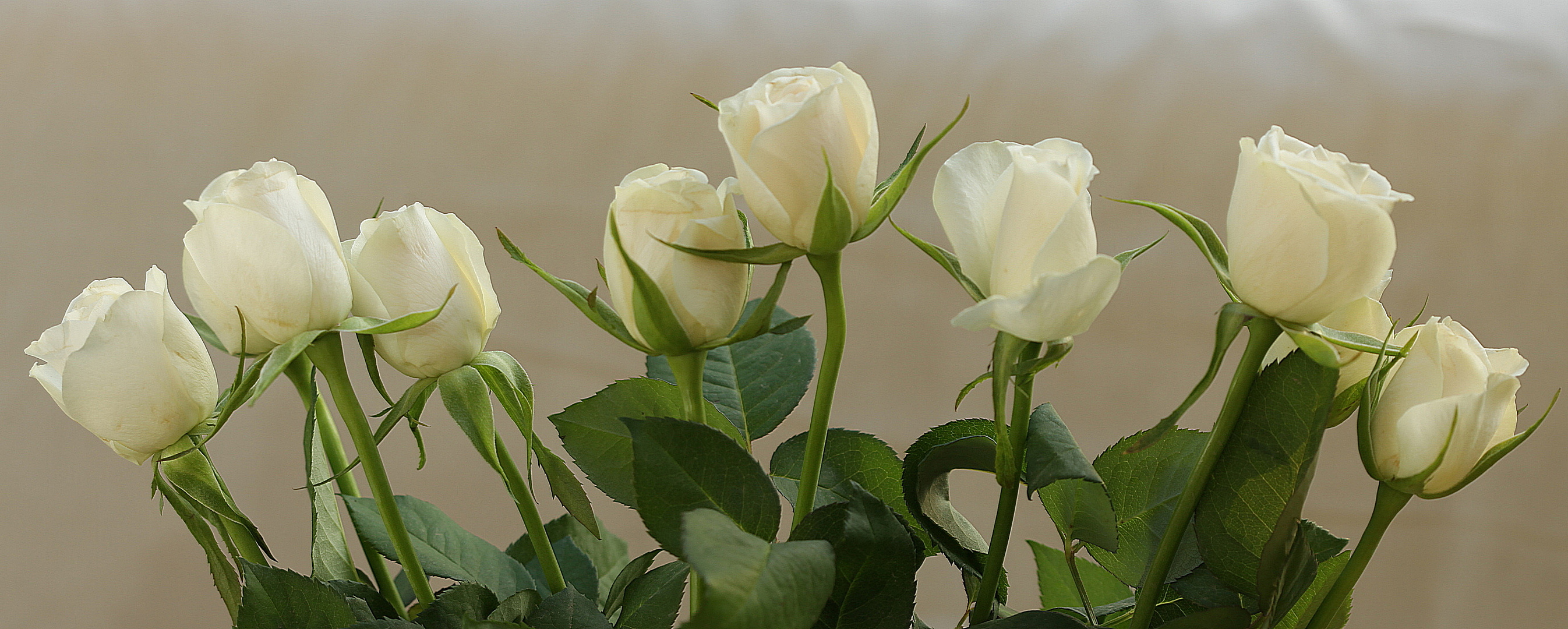 weisse Rosen_4 Foto & Bild | pflanzen, pilze & flechten, blüten ...