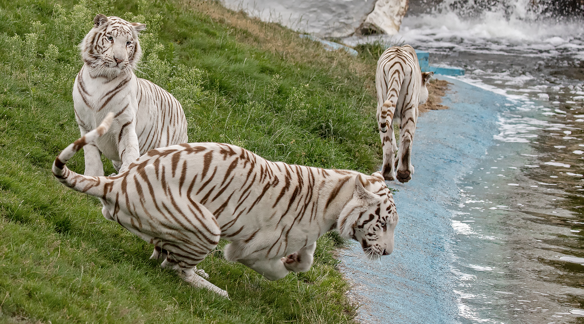 Weiße Tiger 001 Foto & Bild | deutschland, europe, nordrhein- westfalen ...
