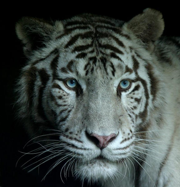 Weisse Tiger. Foto & Bild | tiere, zoo, wildpark & falknerei ...