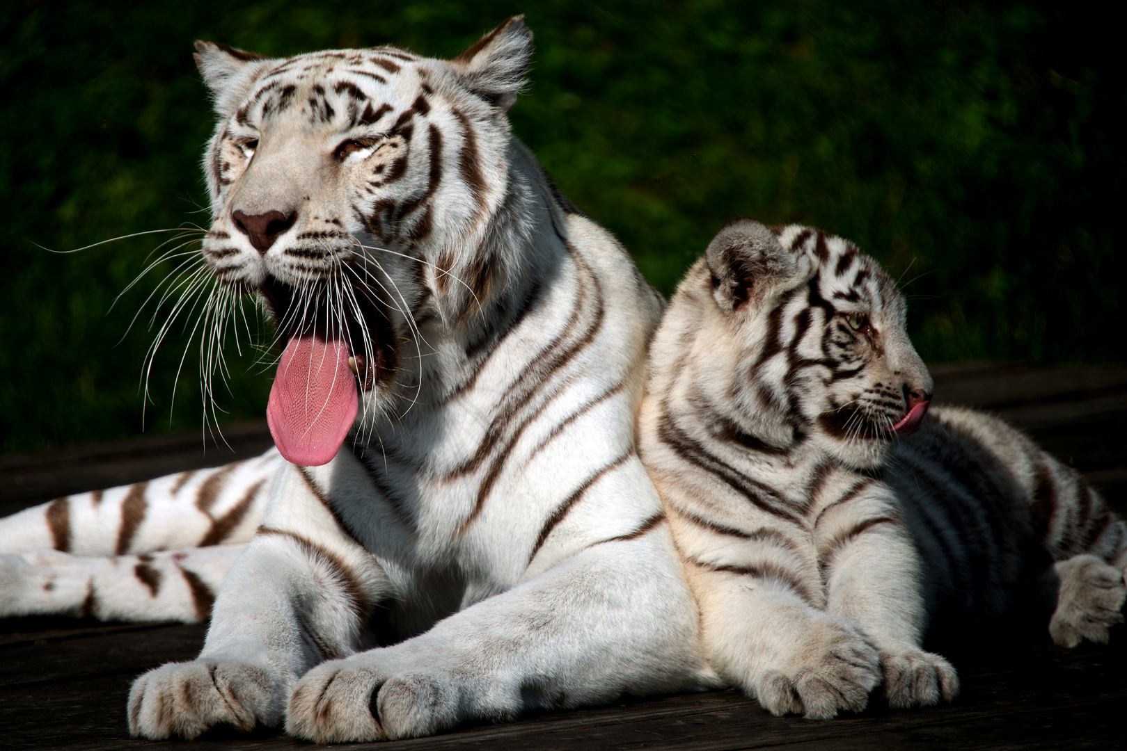 Weisse Tiger Foto & Bild | weisse tiger hessi tierpark kernhof Bilder ...
