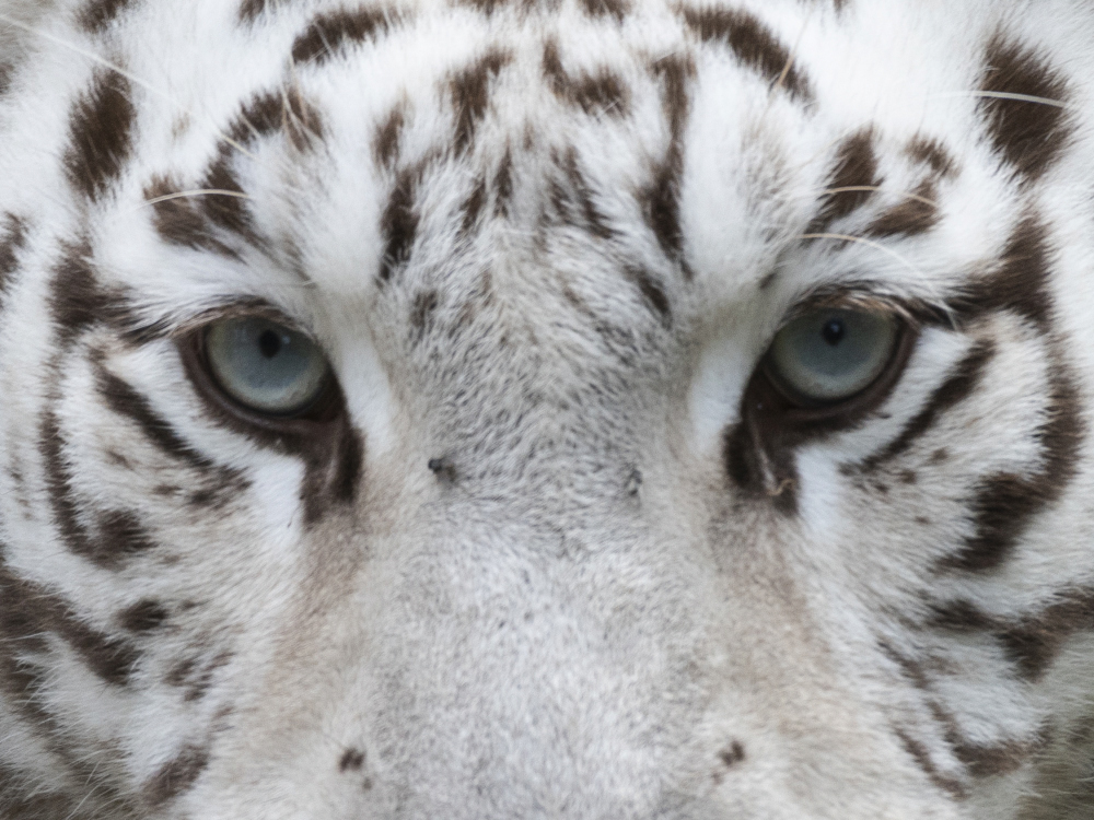 Weiße Tiger Foto & Bild | tiere, zoo, wildpark & falknerei, säugetiere ...