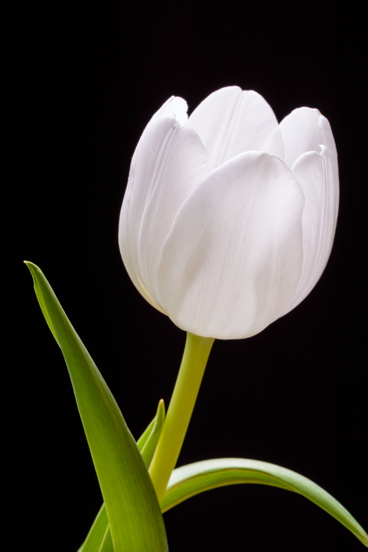 Weiße Tulpe Foto & Bild | pflanzen, pilze & flechten, blüten ...