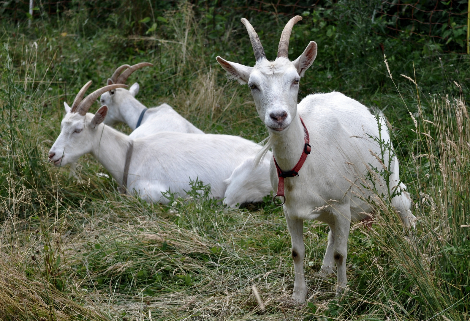 Weiße Ziegen Foto & Bild | tiere, haustiere, nutztiere Bilder auf ...