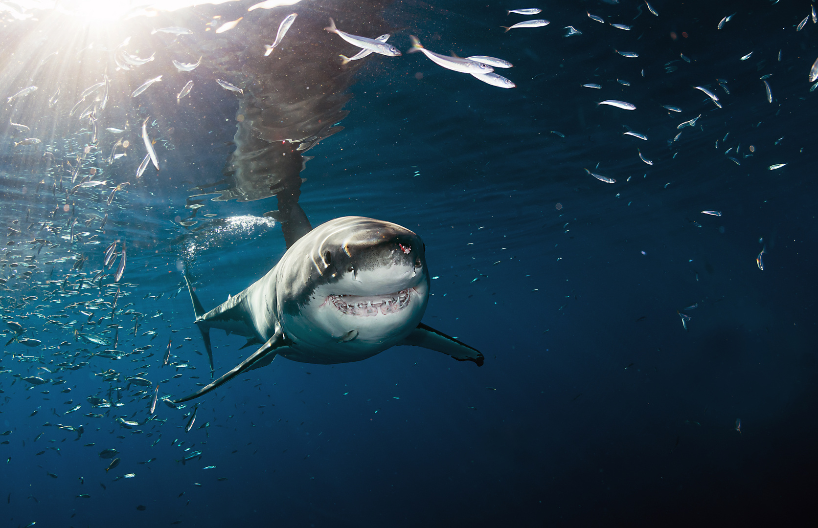 Weisser Foto & Bild | unterwasser, natur-kreativ, aufnahmetechniken ...