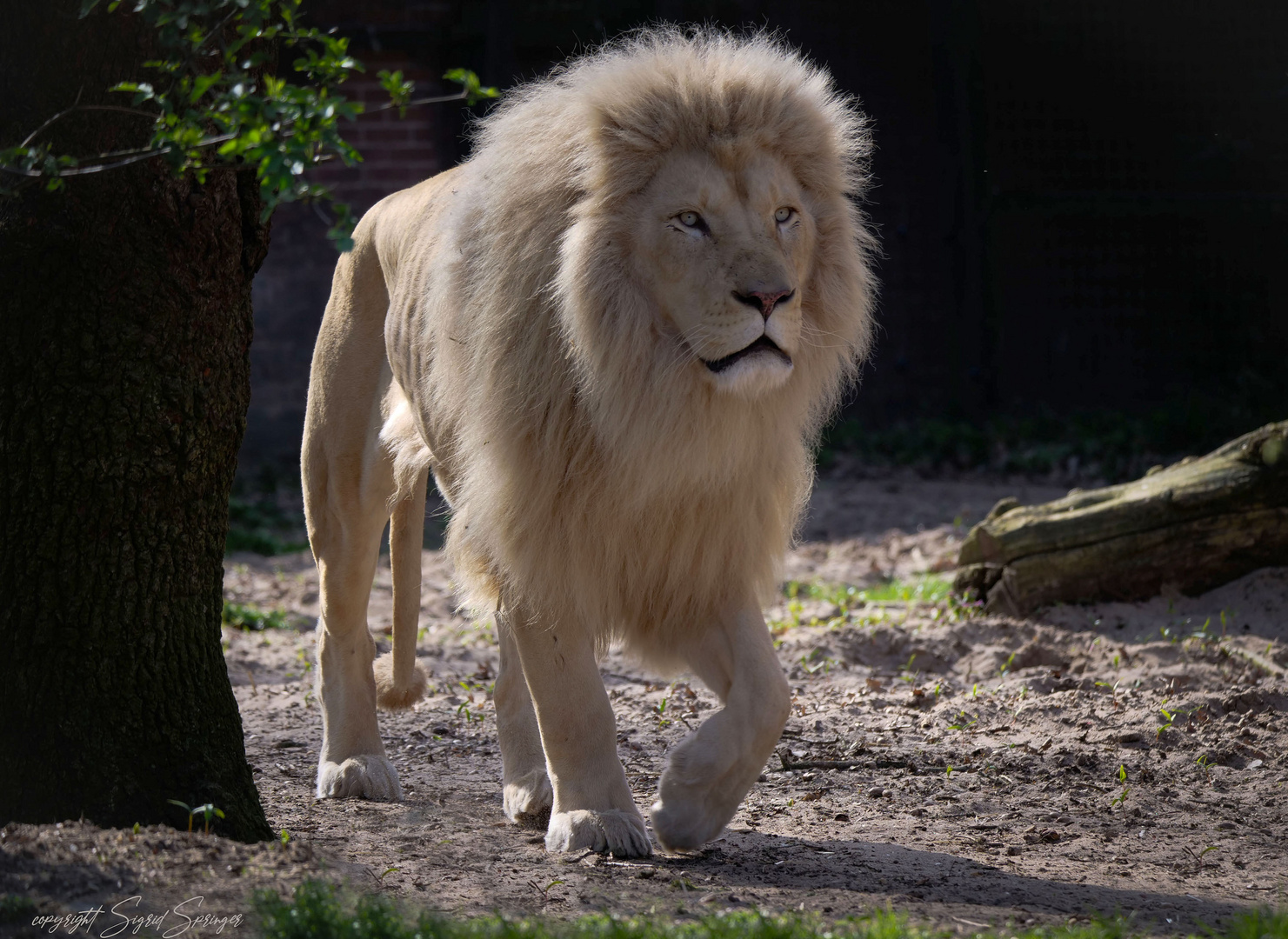 weisser afrikanischer Löwe Foto & Bild | natur, zoo, tiere Bilder auf ...