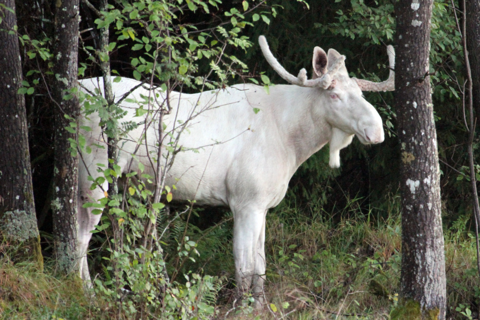 Weißer Elch - Udevalla/ Schweden Foto & Bild | tiere, wildlife ...