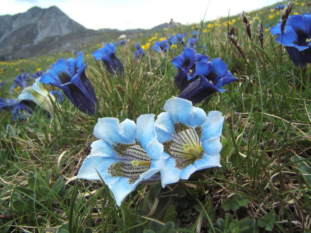 "Weisser" Enzian Foto & Bild | Natur, Blüten- & Kleinpflanzen, Pflanzen ...