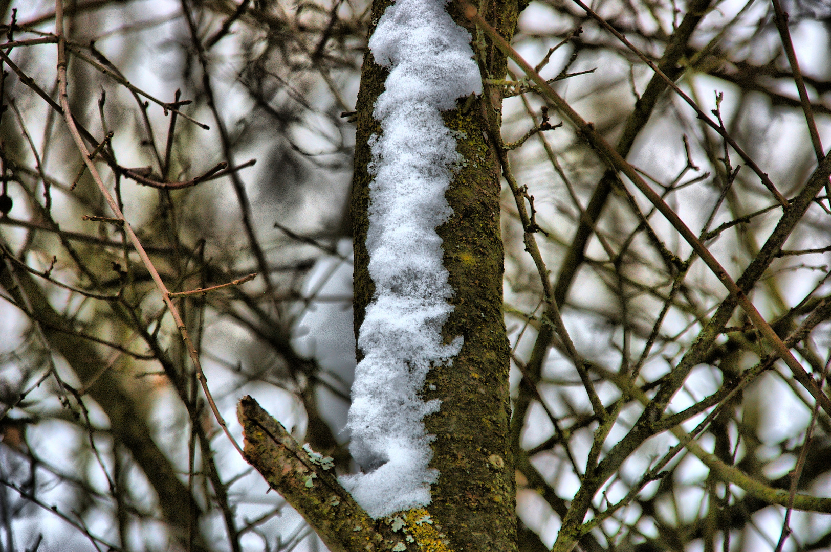 Weißer Flaum Foto & Bild | pflanzen, pilze & flechten, bäume ...