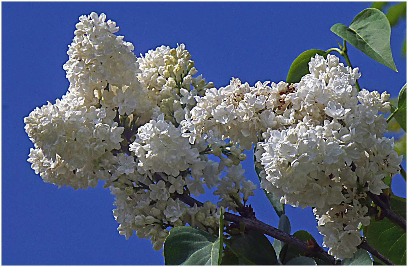 Weißer Flieder Foto & Bild | natur Bilder auf fotocommunity