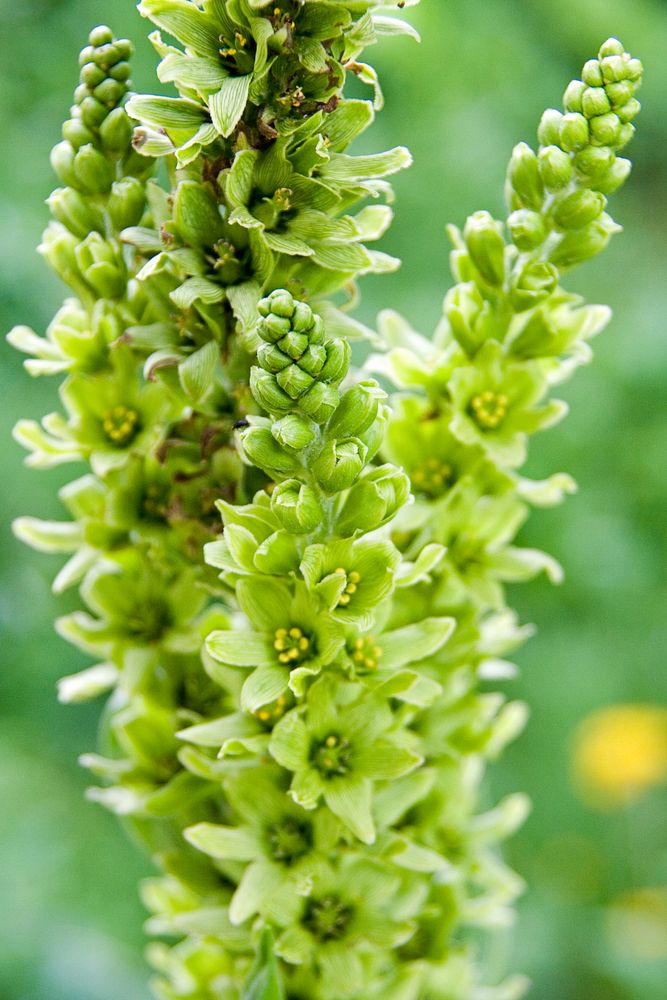 Weißer Germer Foto & Bild | pflanzen, pilze & flechten, blüten ...