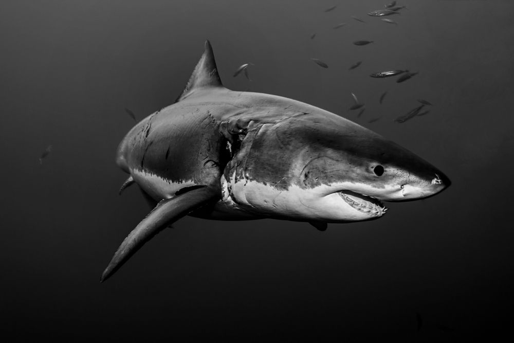 Weißer Hai Foto & Bild | meer, sw, natur Bilder auf fotocommunity