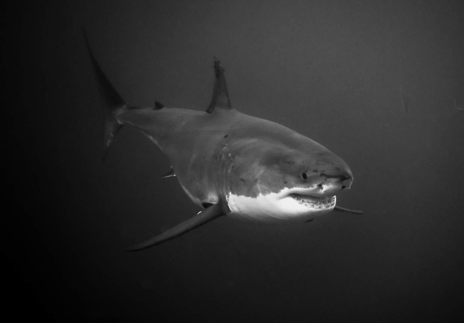 weisser Hai Foto & Bild | unterwasser, uw-salzwasser, natur-kreativ ...