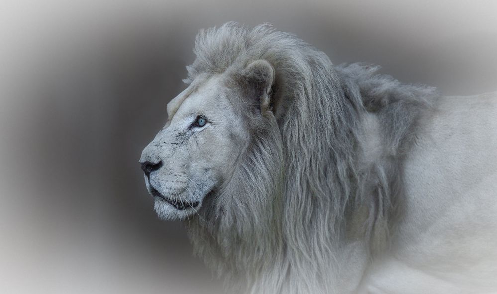 Weißer Löwe 002 Foto & Bild | tiere, zoo, wildpark & falknerei ...