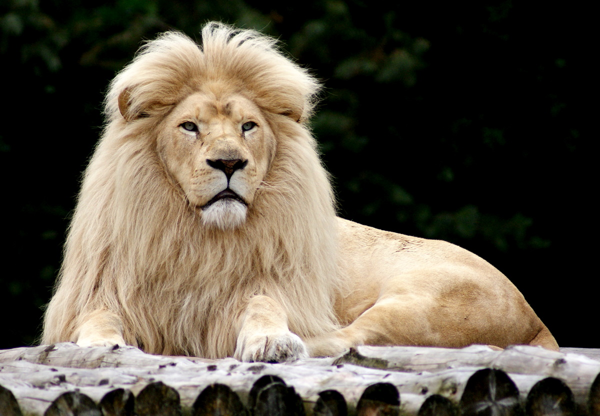Weißer Löwe Foto & Bild | tiere, zoo, wildpark & falknerei, säugetiere ... Weißer Löwe Foto & Bild | tiere, zoo, wildpark & falknerei, säugetiere ...