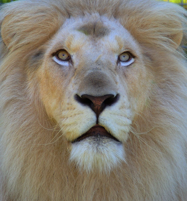 weisser Löwe Foto & Bild | tiere, zoo, wildpark & falknerei, säugetiere ...