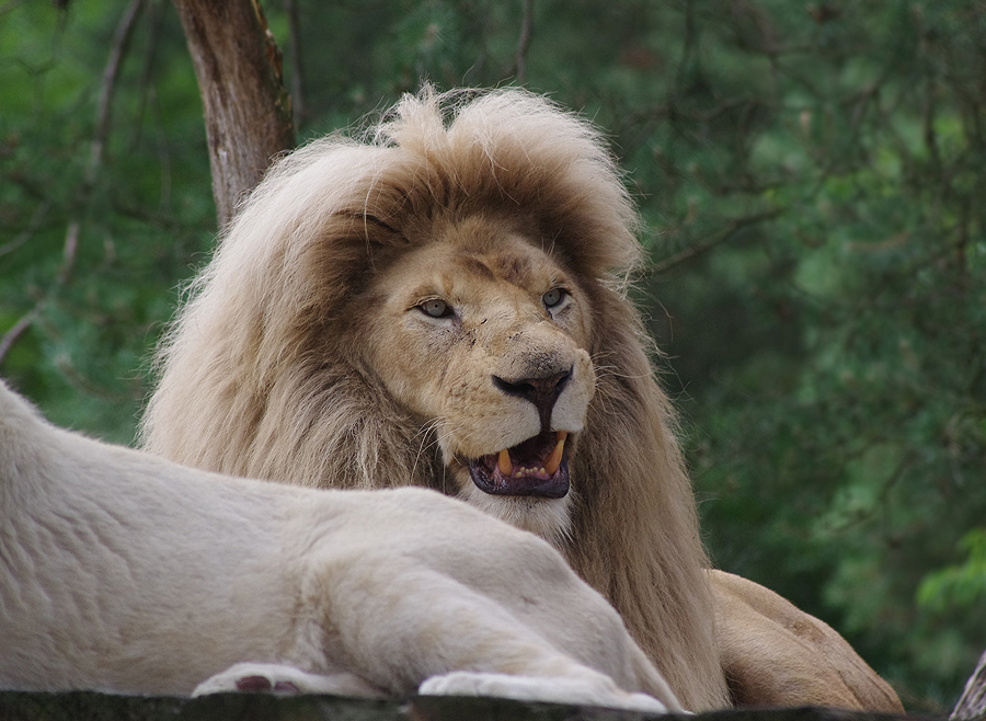 weißer Löwe Foto & Bild | tiere, zoo, wildpark & falknerei, säugetiere ...
