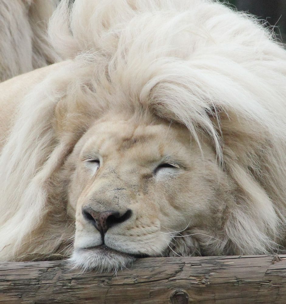 Weißer Löwe Safari Park Hodenhagen Foto & Bild | tiere, zoo, wildpark ...