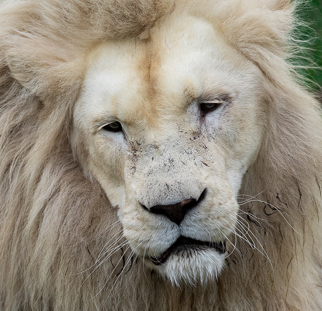 Weißer Löwe,Portrait Foto & Bild | world, sommer, licht Bilder auf ...