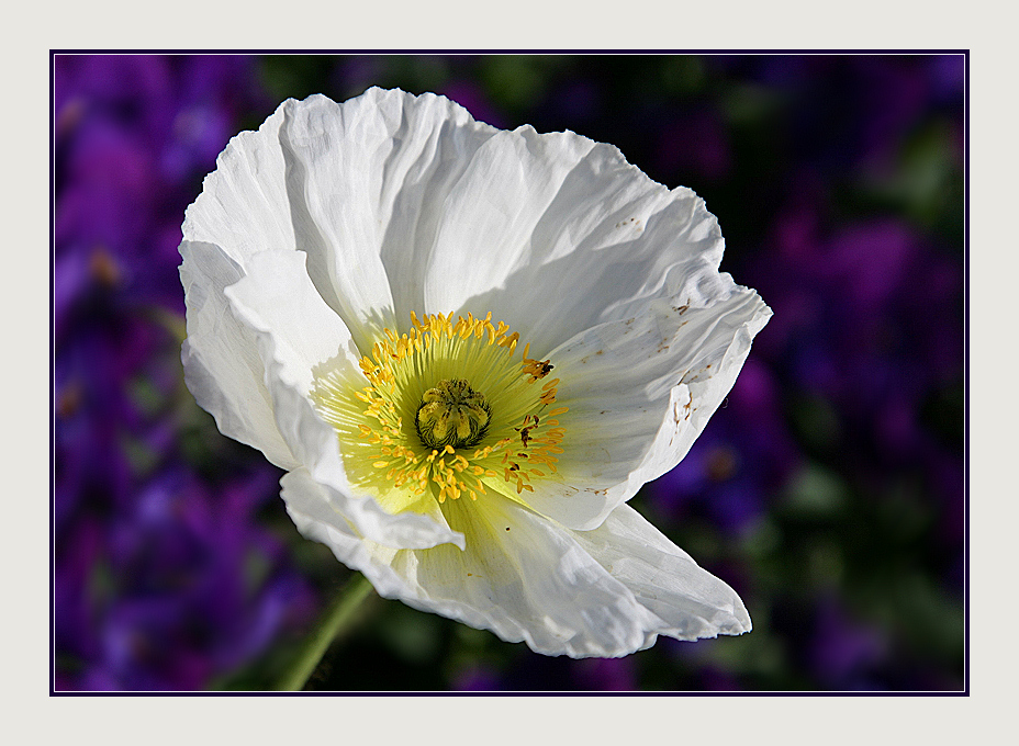 .. weißer Mohn .. Foto & Bild | pflanzen, pilze & flechten, blüten ...