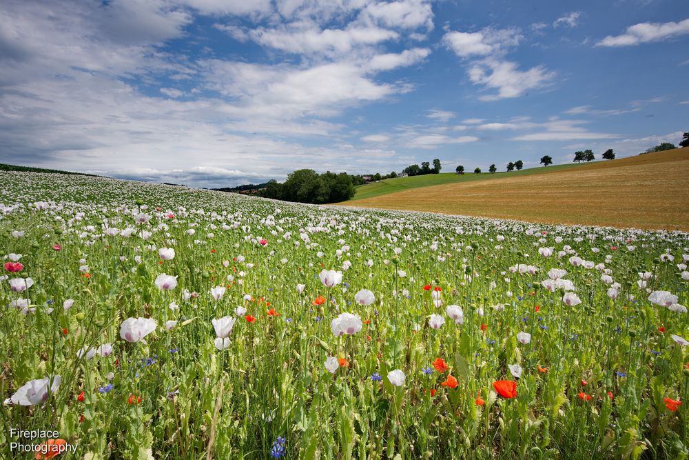 Weißer Mohn 1 Foto & Bild | landschaft, jahreszeiten, sommer Bilder auf ...