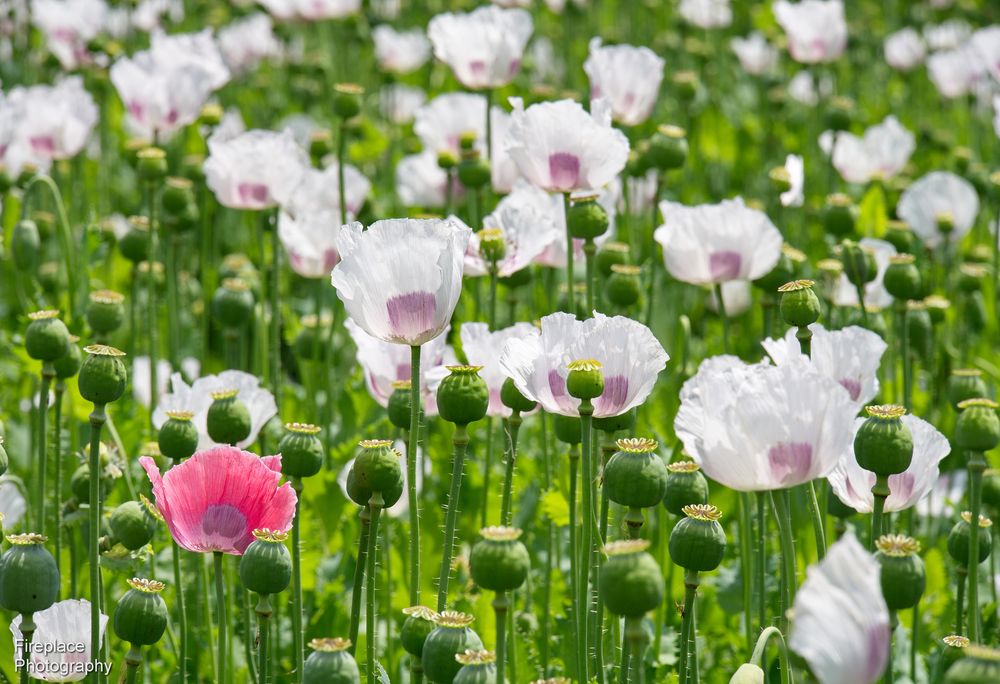 Weißer Mohn 2 Foto & Bild | pflanzen, pilze & flechten, blüten ...