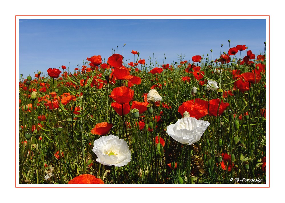 * Weißer Mohn * Foto & Bild | pflanzen, pilze & flechten, blüten ...