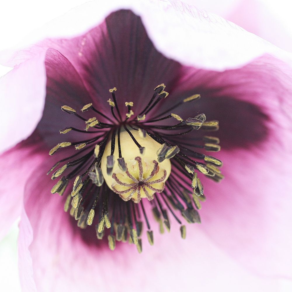 Weißer Mohn Foto & Bild | pflanzen, pilze & flechten, blüten ...