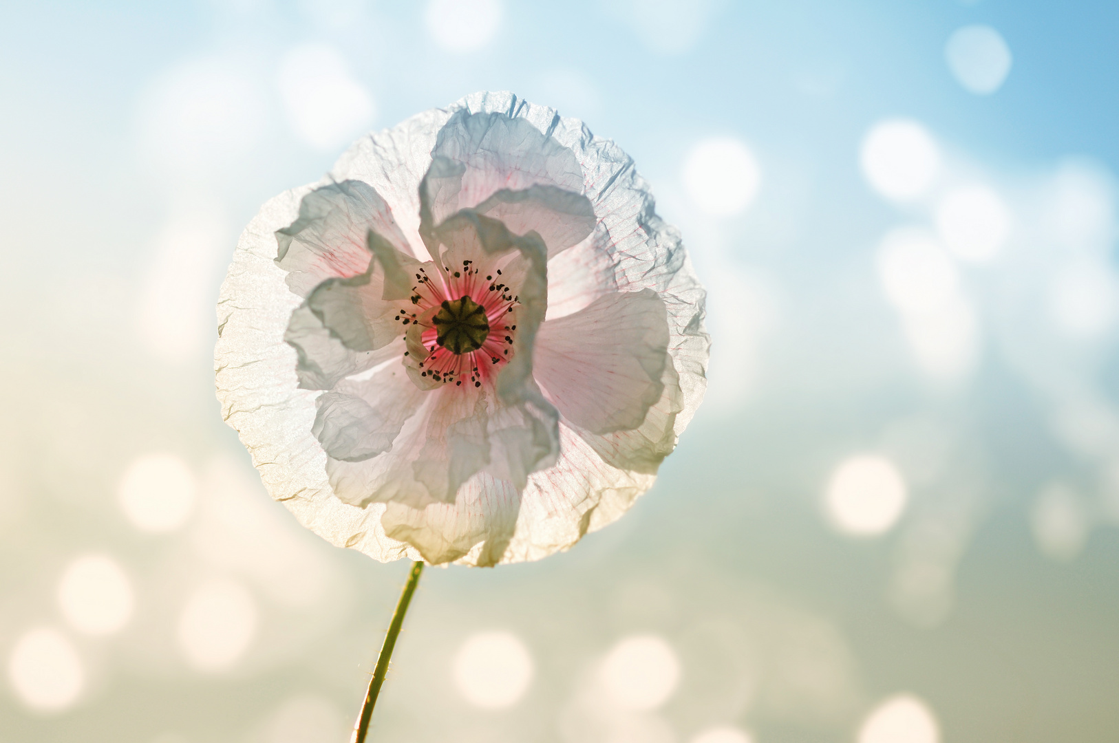 Weißer Mohn Foto & Bild | pflanzen, pilze & flechten, blüten ...