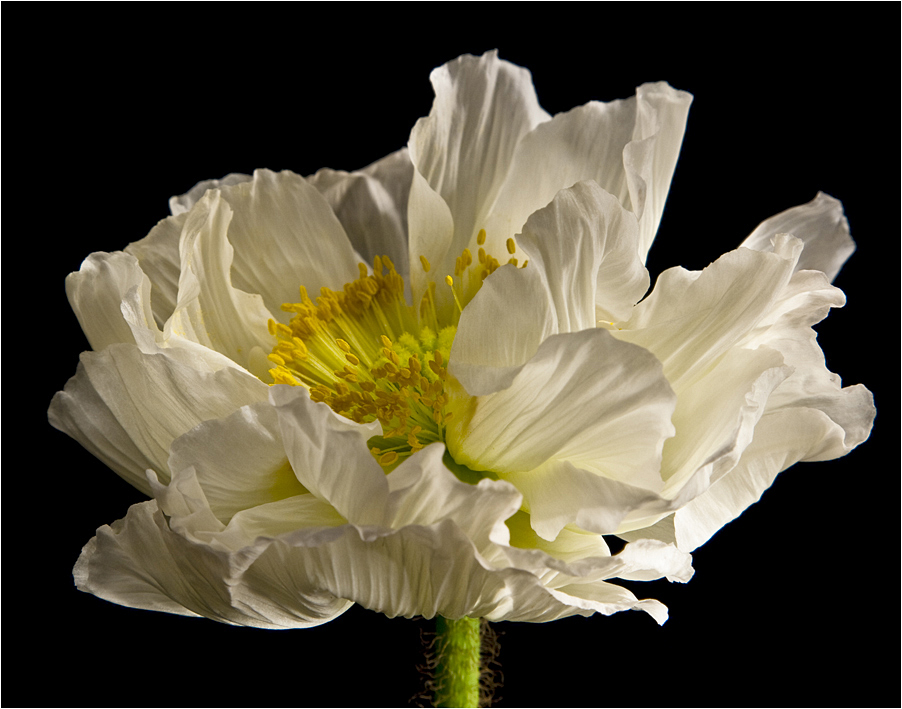weisser Mohn Foto & Bild | pflanzen, pilze & flechten, blüten ...