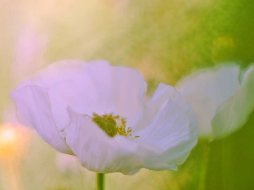 Weißer Mohn Foto & Bild | natur, natur-kreativ Bilder auf fotocommunity