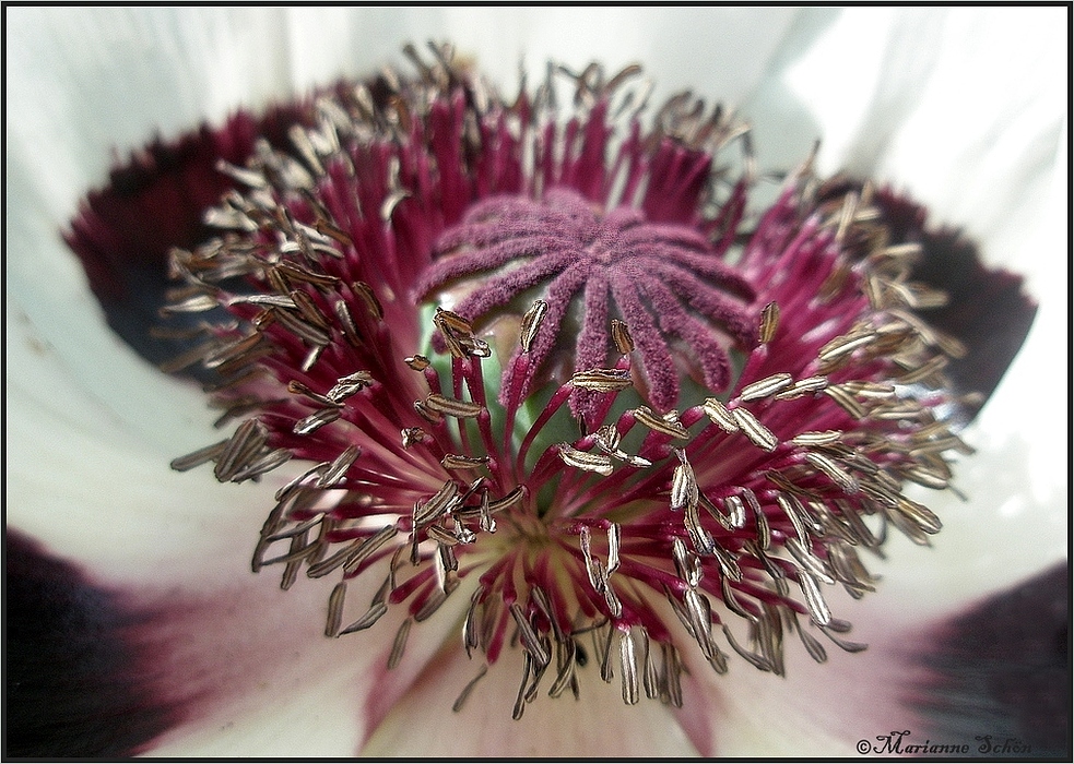 *Weißer Mohn* Foto & Bild | natur, mohn, pflanzen Bilder auf fotocommunity