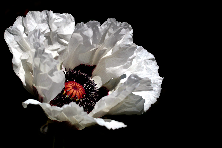 Weißer Mohn Foto & Bild | pflanzen, pilze & flechten, blüten ...