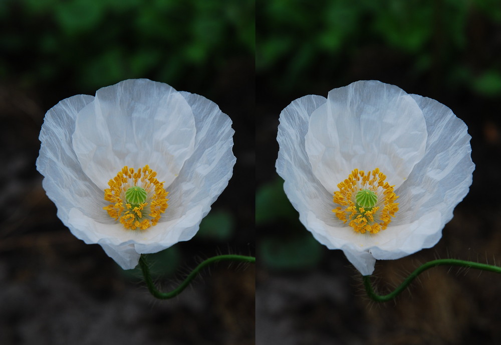 Weisser Mohn Foto & Bild | stereoskopische raumbilder, kreuzblick ...