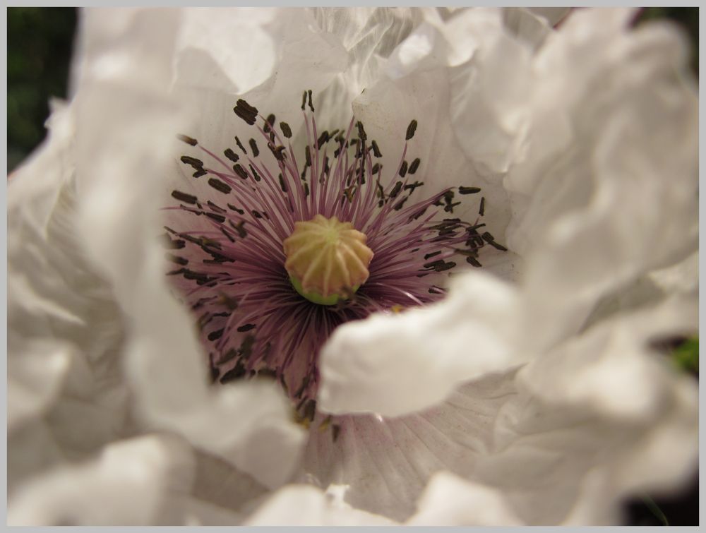 Weißer Mohn Foto & Bild | pflanzen, pilze & flechten, blüten ...