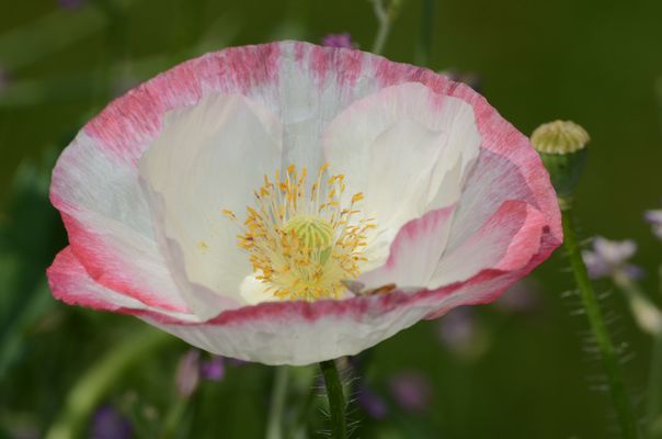 Margit Schmidt - Fotos & Bilder - Fotografin | fotocommunity