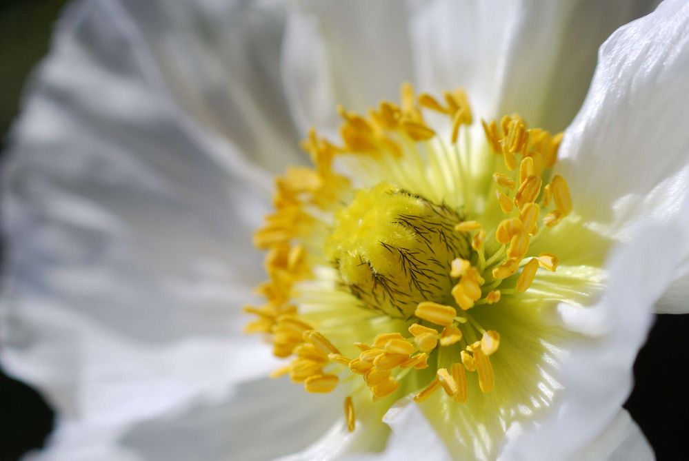 weißer Mohn Foto & Bild | pflanzen, pilze & flechten, blüten ...