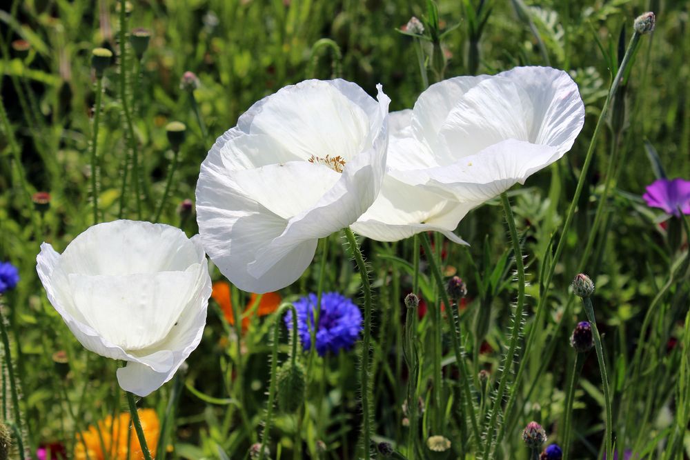 Weißer Mohn Foto & Bild | pflanzen, pilze & flechten, blüten ...