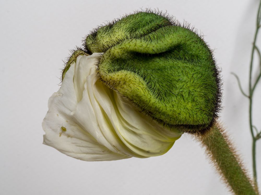 Weißer Mohn Foto & Bild | bäume, grün, weiß Bilder auf fotocommunity