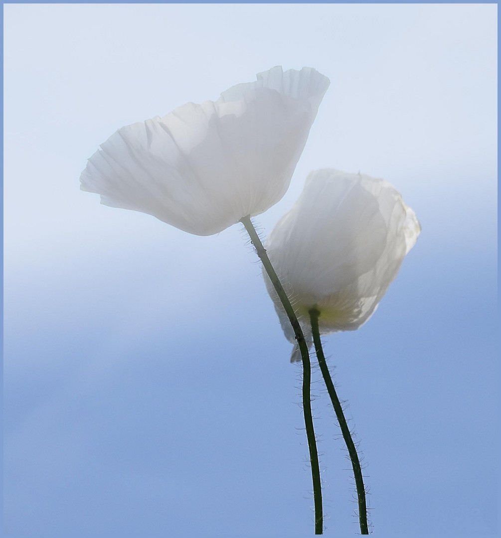 weisser Mohn Foto & Bild | pflanzen, pilze & flechten, blüten ...