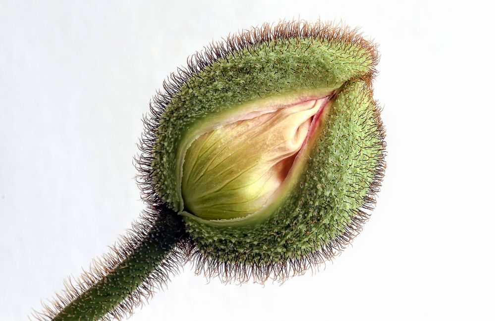 weisser Mohn / white poppy Foto & Bild | fotos, world, makro Bilder auf ...