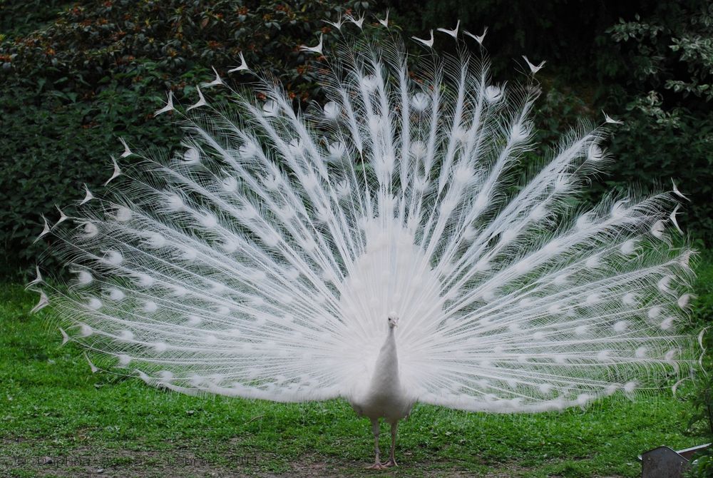 Weißer Pfau Foto & Bild | tiere, zoo, wildpark & falknerei, vögel ...