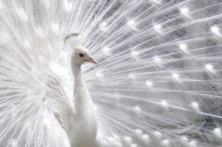 Weißer Pfau Foto & Bild | tiere, zoo, wildpark & falknerei, vögel ...