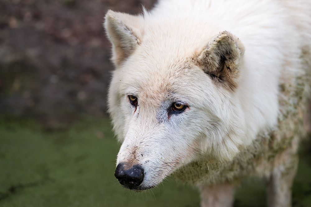 Weisser (Polar-) Wolf (5) Foto & Bild | tiere, natur Bilder auf ...